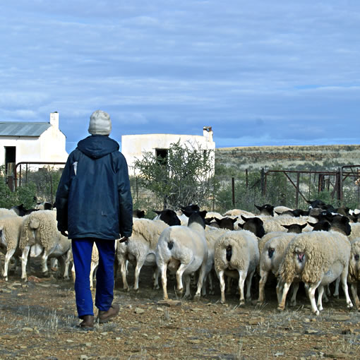 The Karoo | Karoo Lamb