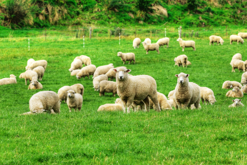 Classification of Lamb | Karoo Lamb